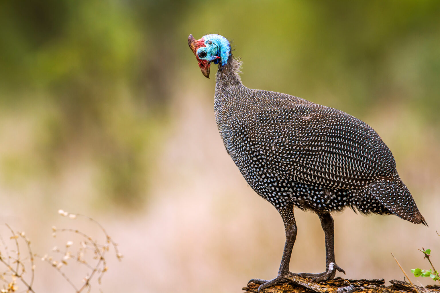 Guinea Fowl Housing in Extreme Weather - Backyard Poultry